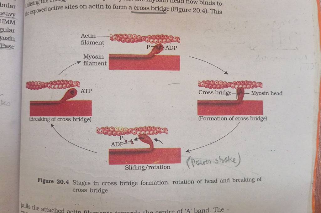 Figure 20.4 Stages in cross bridge formation, rotation of head and breaki..