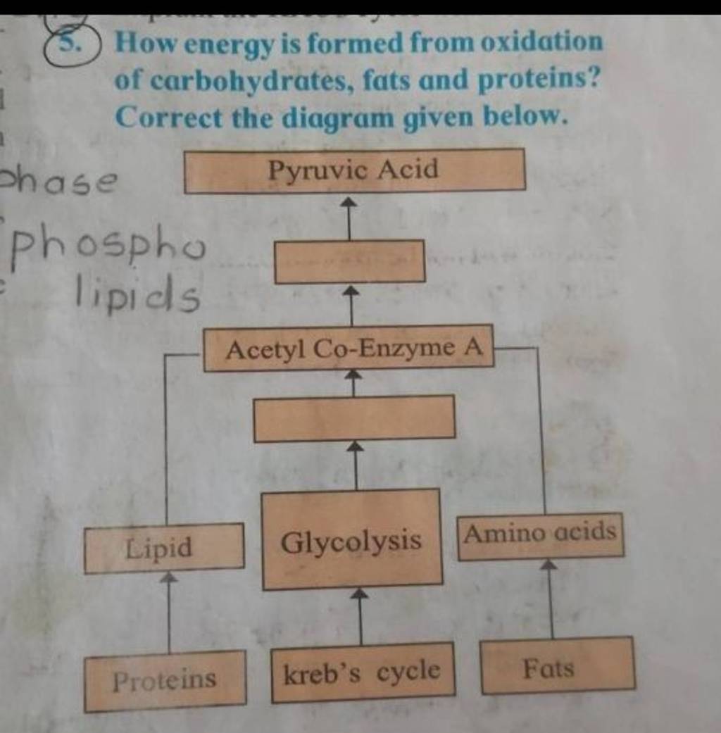 (5.) How energy is formed from oxidation of carbohydrates, fats and prote..