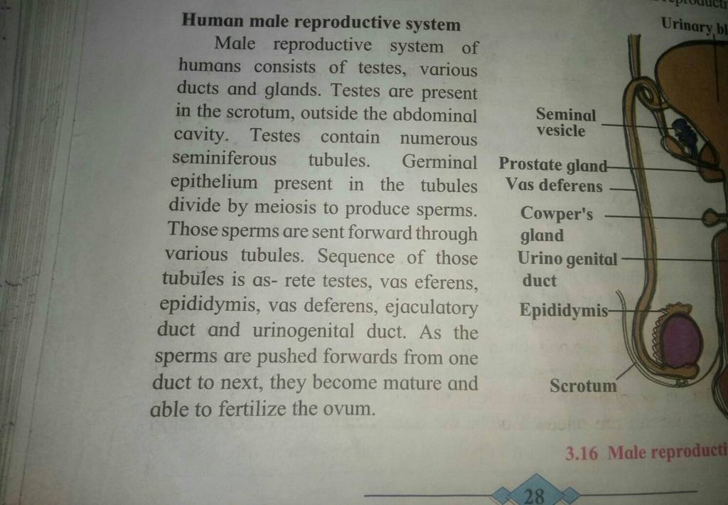 Human male reproductive system Male reproductive system of humans consist..