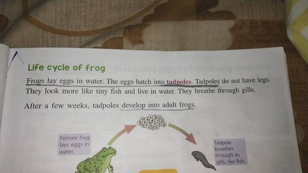 Life cycle of frog Frogs lay eggs in water. The eggs hatch into tadpoles...