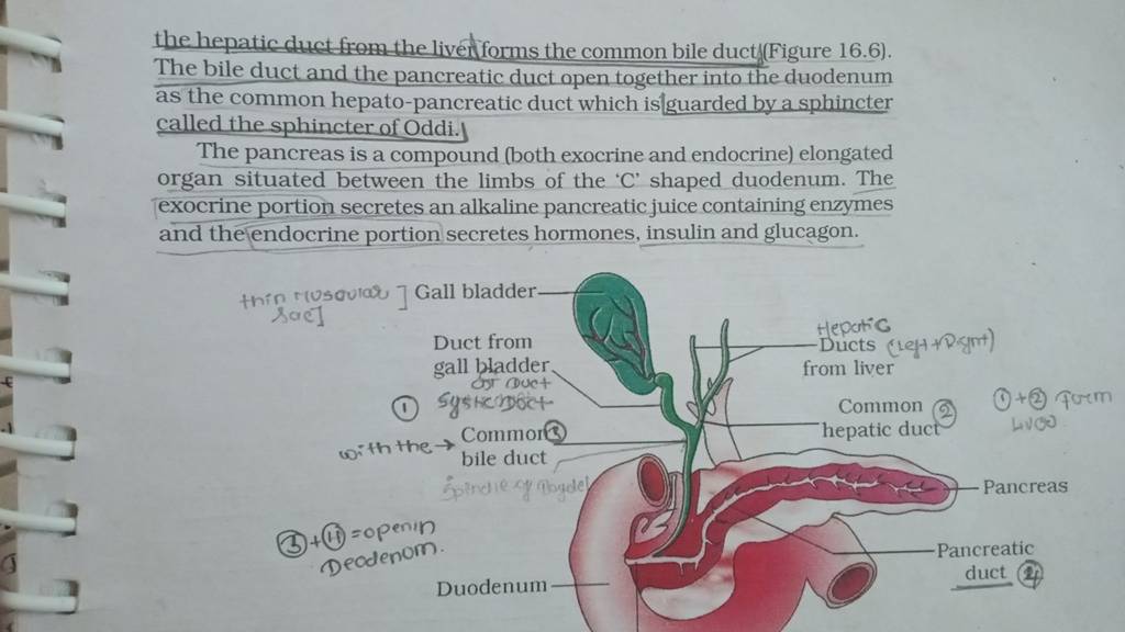 the hepatic duct from the liverlforms the common bile ducty(Figure 16.6)...