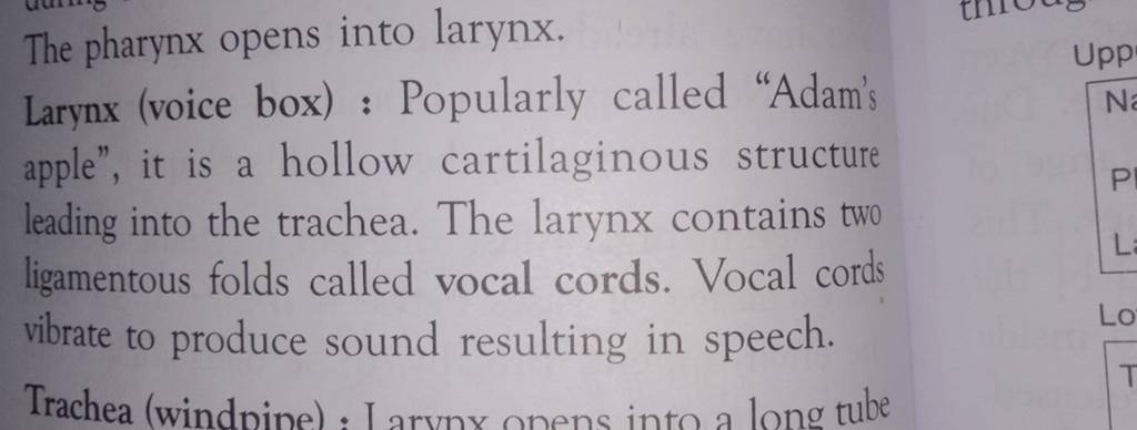 The pharynx opens into larynx. Larynx (voice box) : Popularly called "Ada..