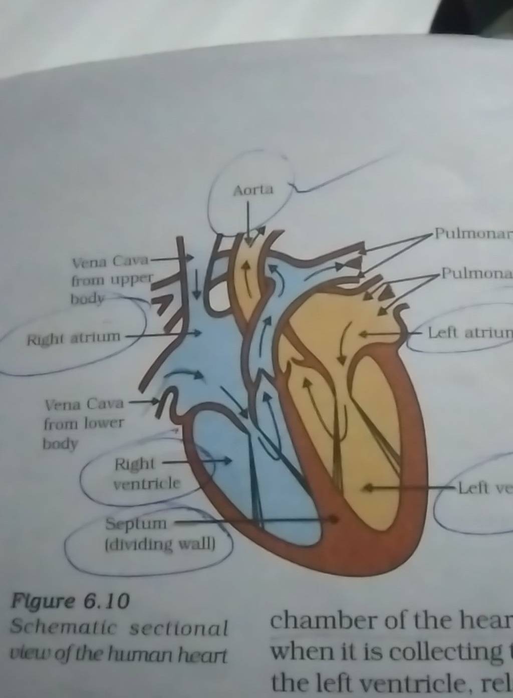 Figure 6.10 Schematic sectional chamber of the hear view of the human hea..