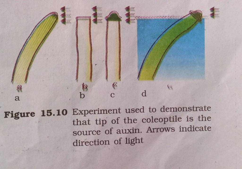 Figure 15.10 Experiment used to demonstrate that tip of the coleoptile is..