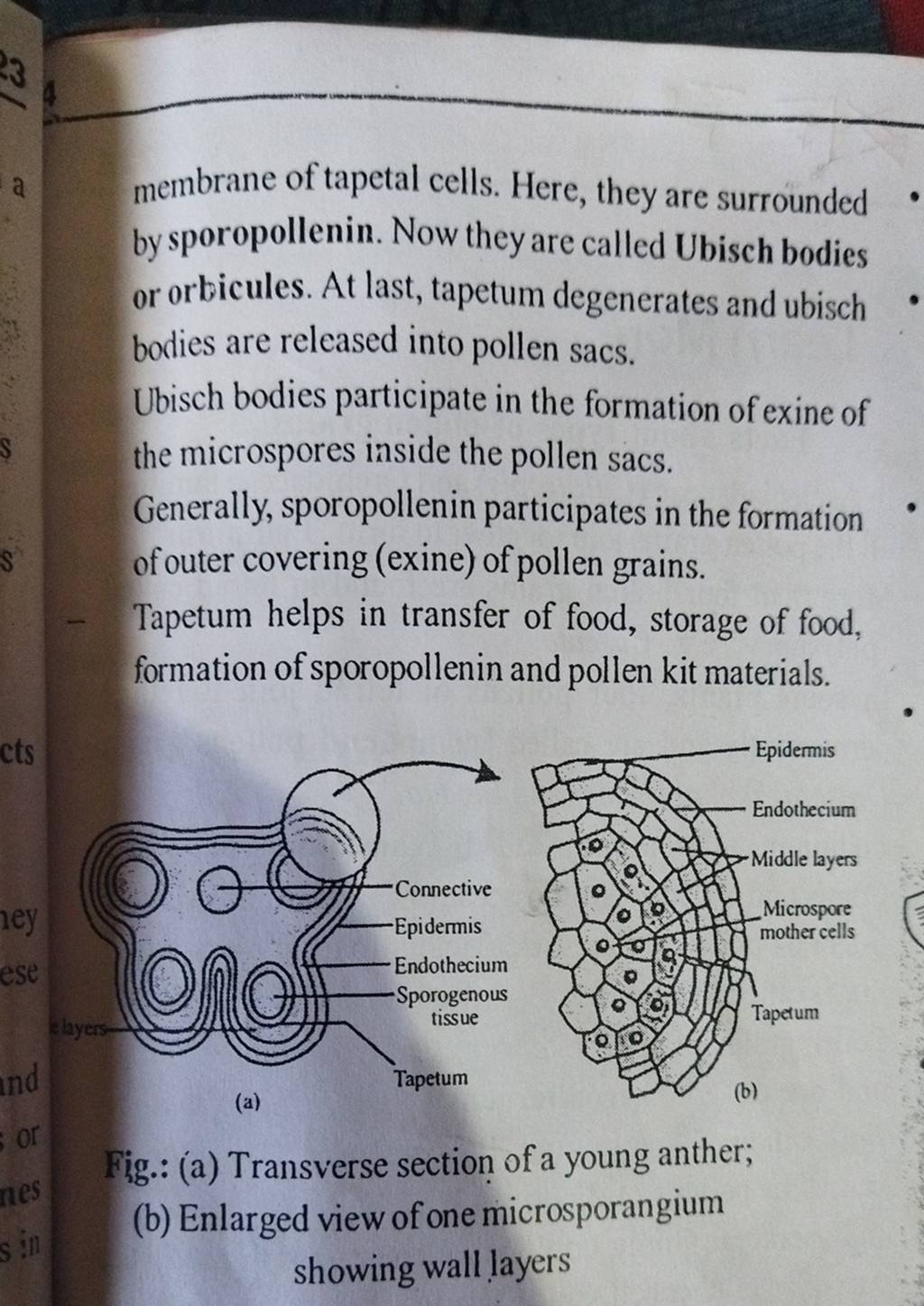 membrane of tapetal cells. Here, they are surrounded by sporopollenin. No..