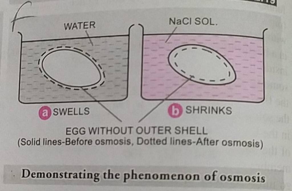 Osmosis Egg Diagram