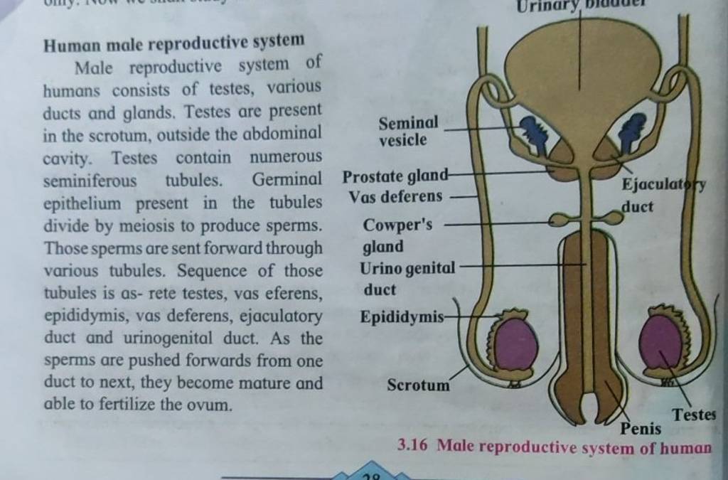 Human male reproductive system Male reproductive system of humans consist..