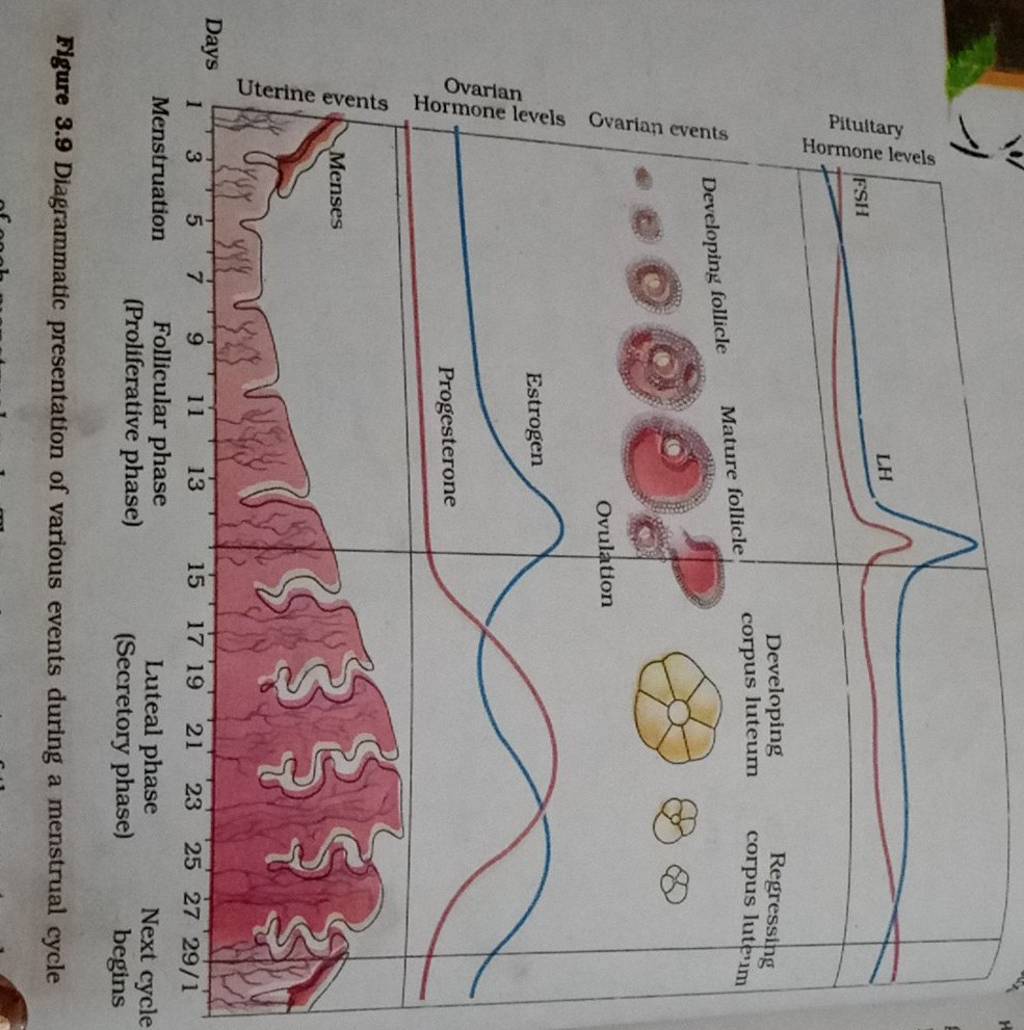 Figure 3.9 Diagrammatic presentation of various events during a menstrual..