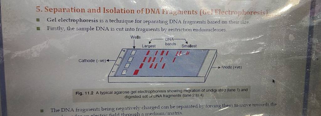 5. Separation and Isolation of DNA Faagments (Gel. Blectrophoresis)...