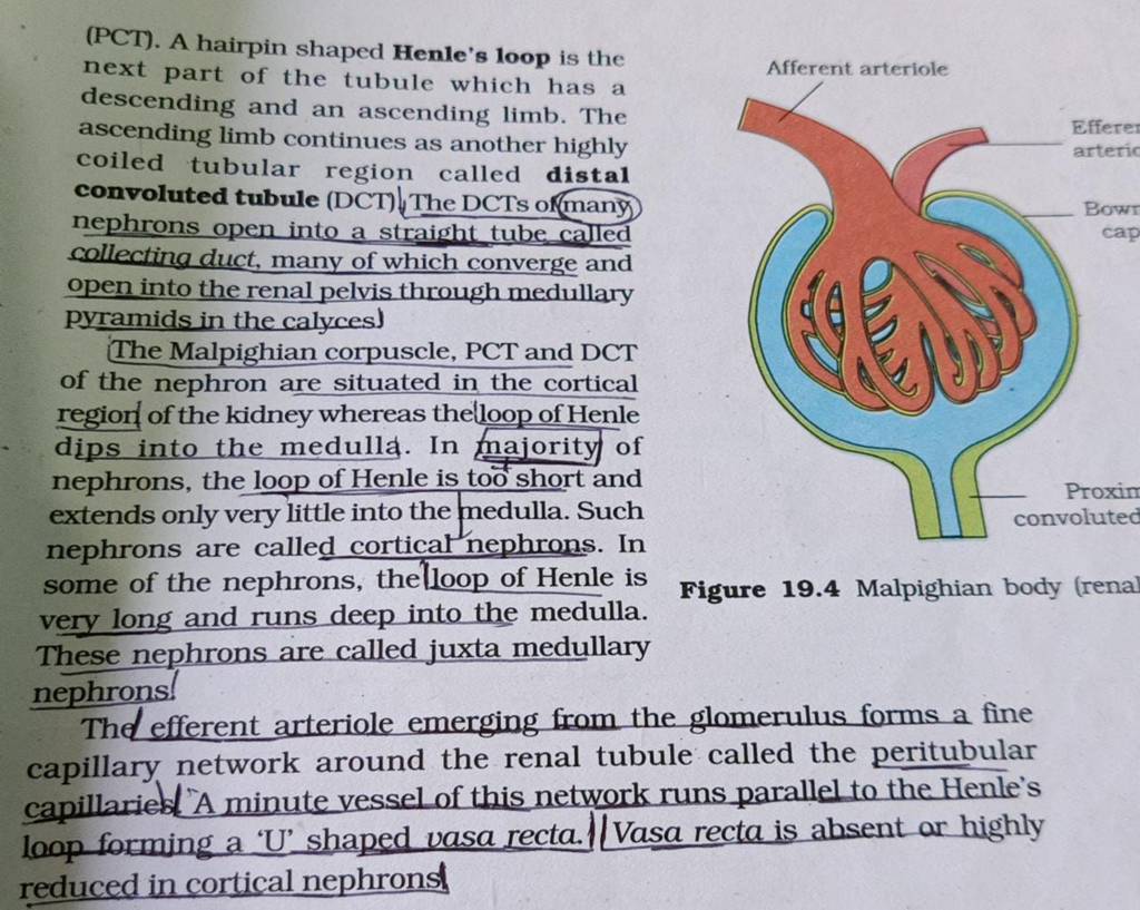 (PCT). A hairpin shaped Henle's loop is the next part of the tubule which..