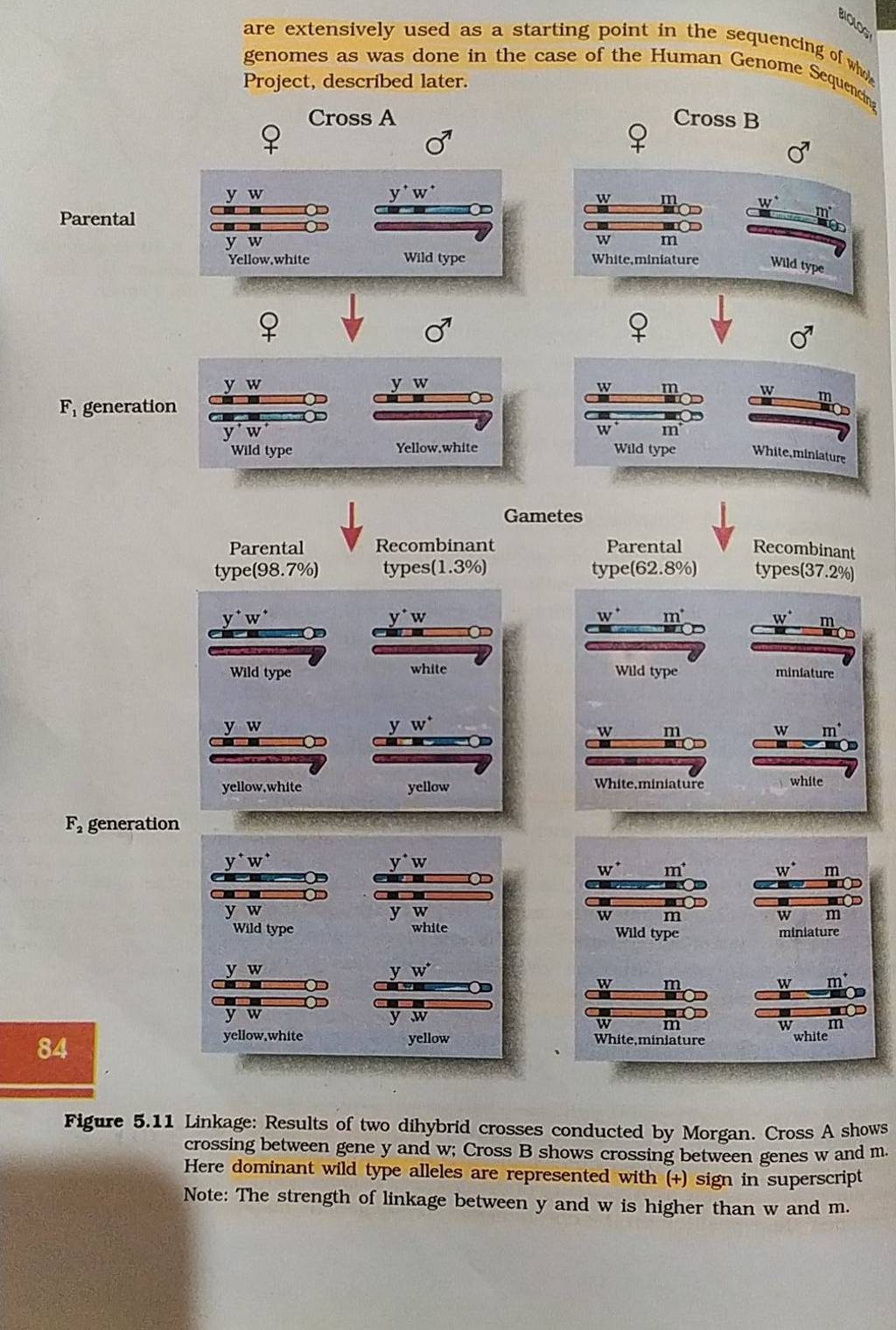 Figure 5.11 Linkage: Results of two dihybrid crosses conducted by Morgan...