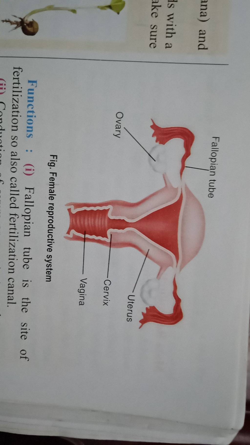 Fig. Female reproductive system Functions : (i) Fallopian tube is the sit..