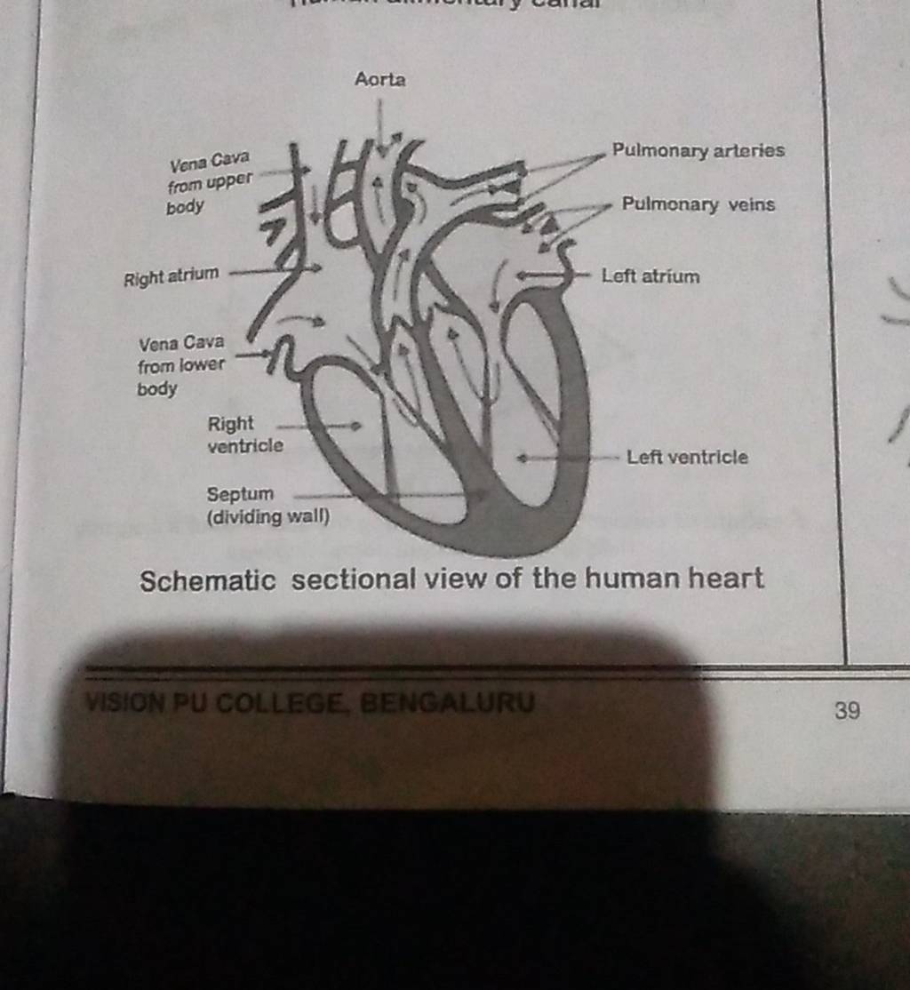 Schematic Sectional View Of The Human Heart Vision Pu College Bergaluru