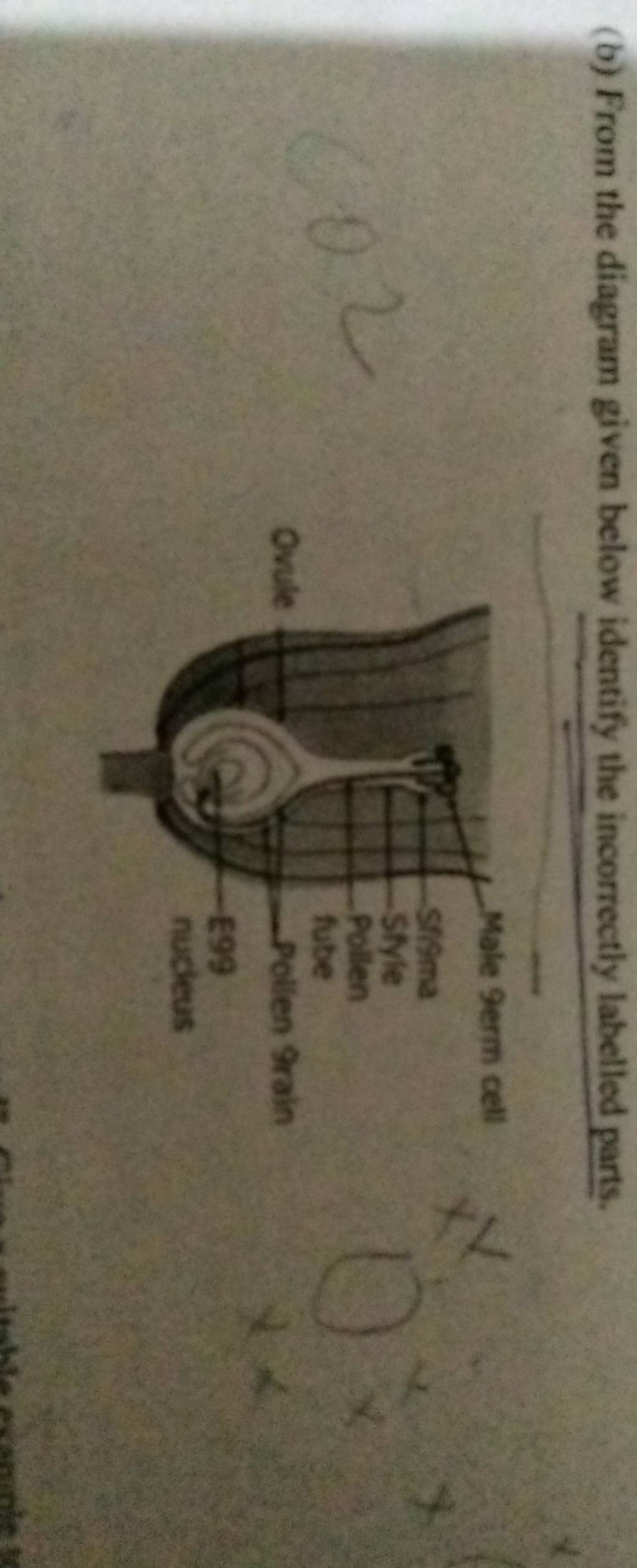 (b) From the diagram given below identify the incorrectly labelled parts...