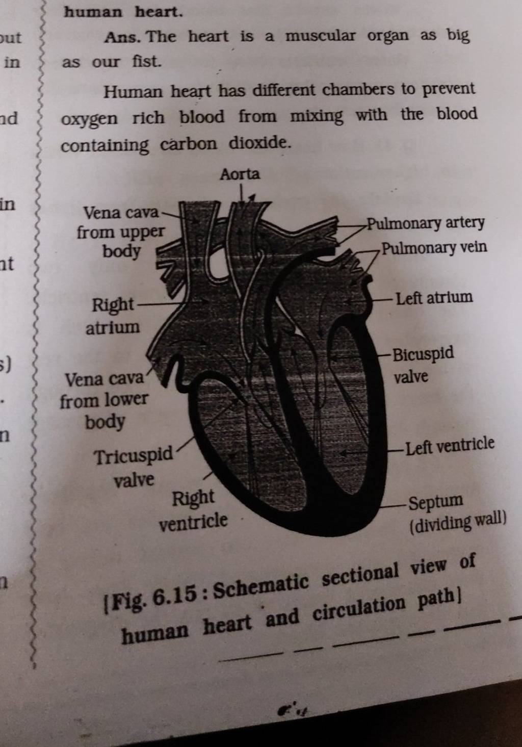 human heart. Ans. The heart is a muscular organ as big as our fist. Human..