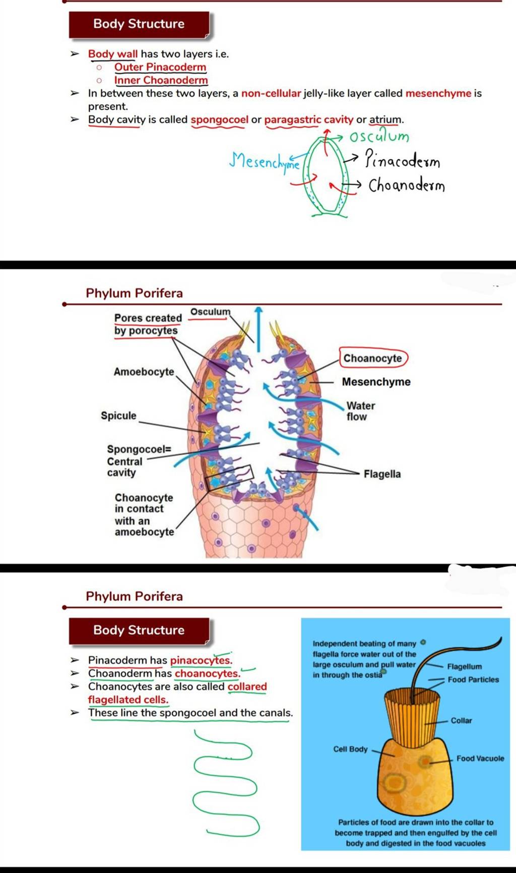 Body Structure - Body wall has two layers i.e. - Outer Pinacoderm > In be..
