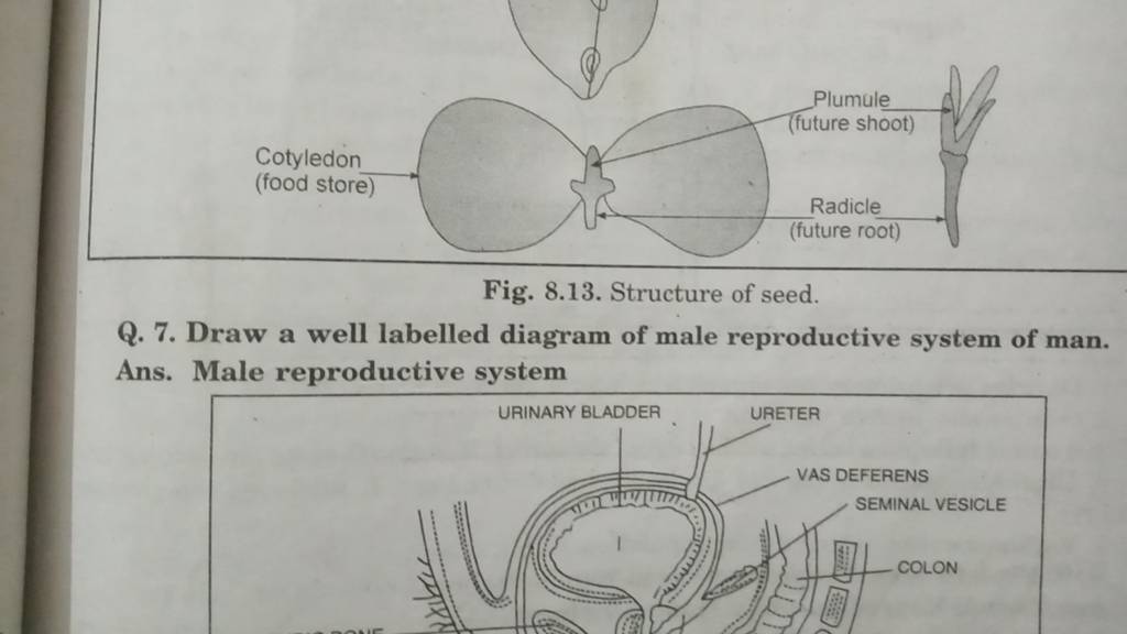 Fig. 8.13. Structure of seed. Q. 7. Draw a well labelled diagram of male