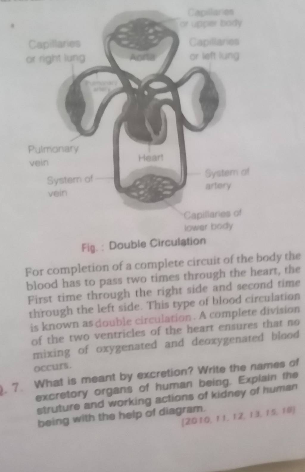 Fig.: Double Circulation For completion of a complete circuit of the body..