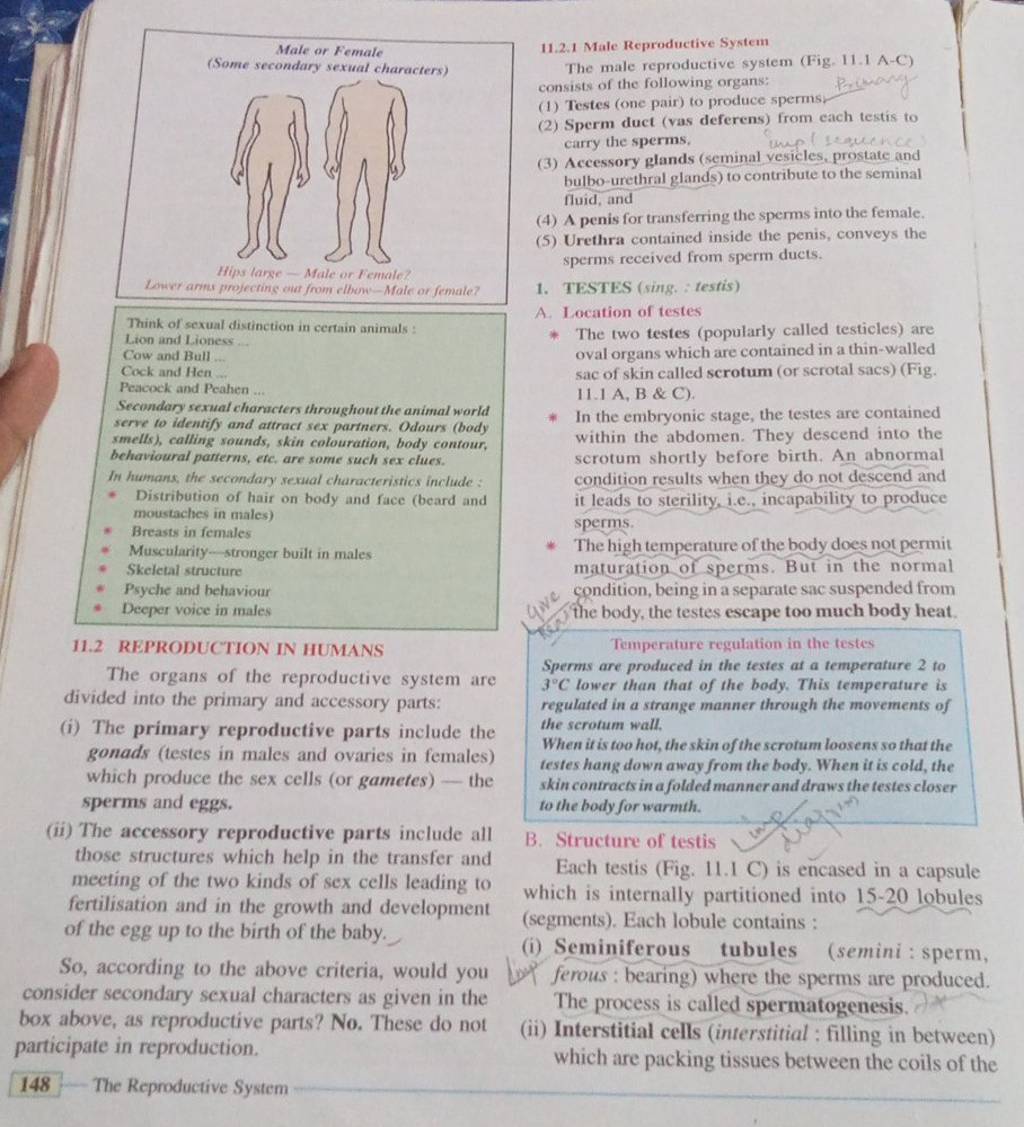 11.2.1 Male Reproductive System The male reproductive system (Fig. 11.1 A..