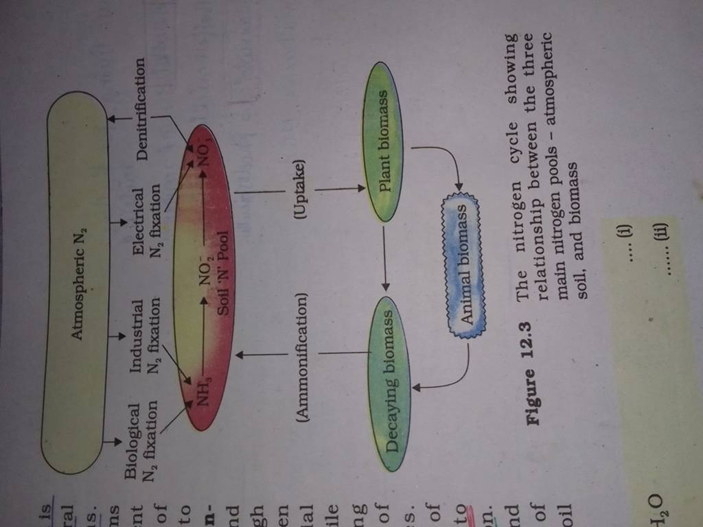 (Ammonification) (Uptake) lal Figure 12.3 The nitrogen cycle showing rela..
