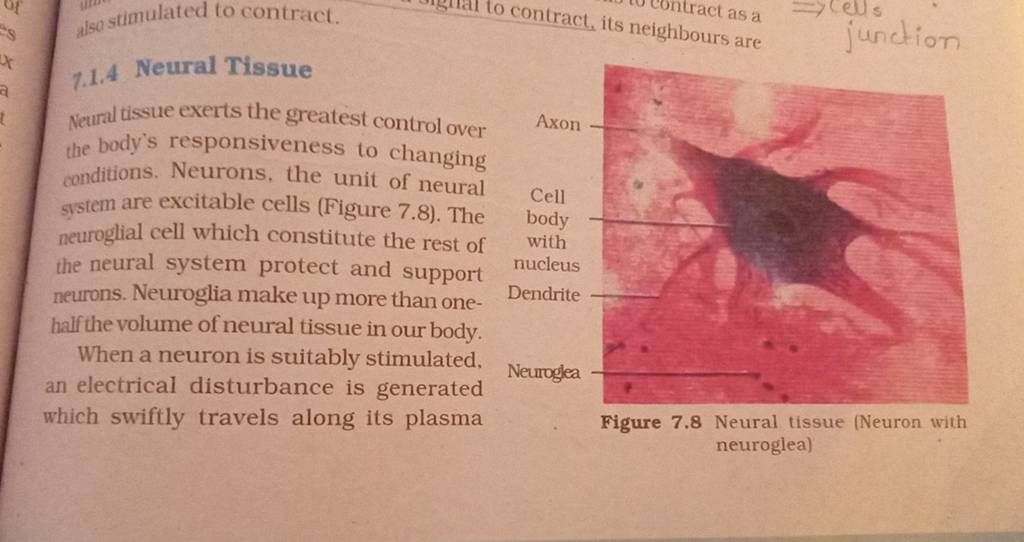 7.1.4 Neural Tissue Neural tissue exerts the greatest control over the bo..
