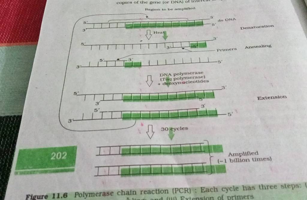 202 Figure 11.6 Polymerase chain reaction (PCR) : Each cycle has three st..