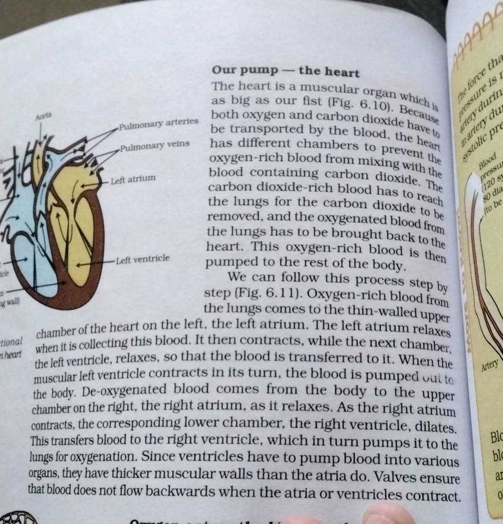 Our pump - the heart The heart is a muscular organ which is as big as our..