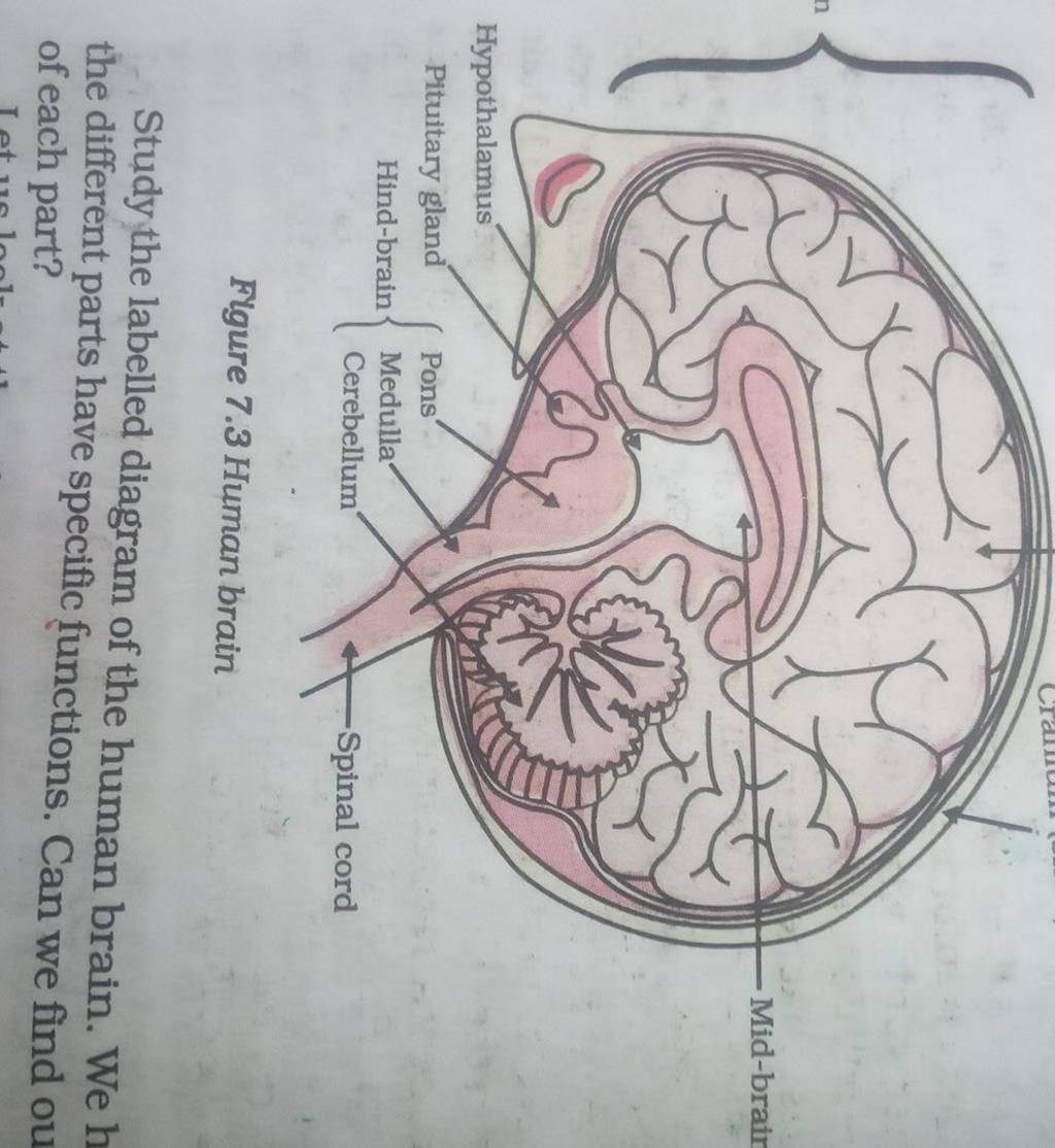 Flgure 7.3 Human brain Study the labelled diagram of the human brain. We