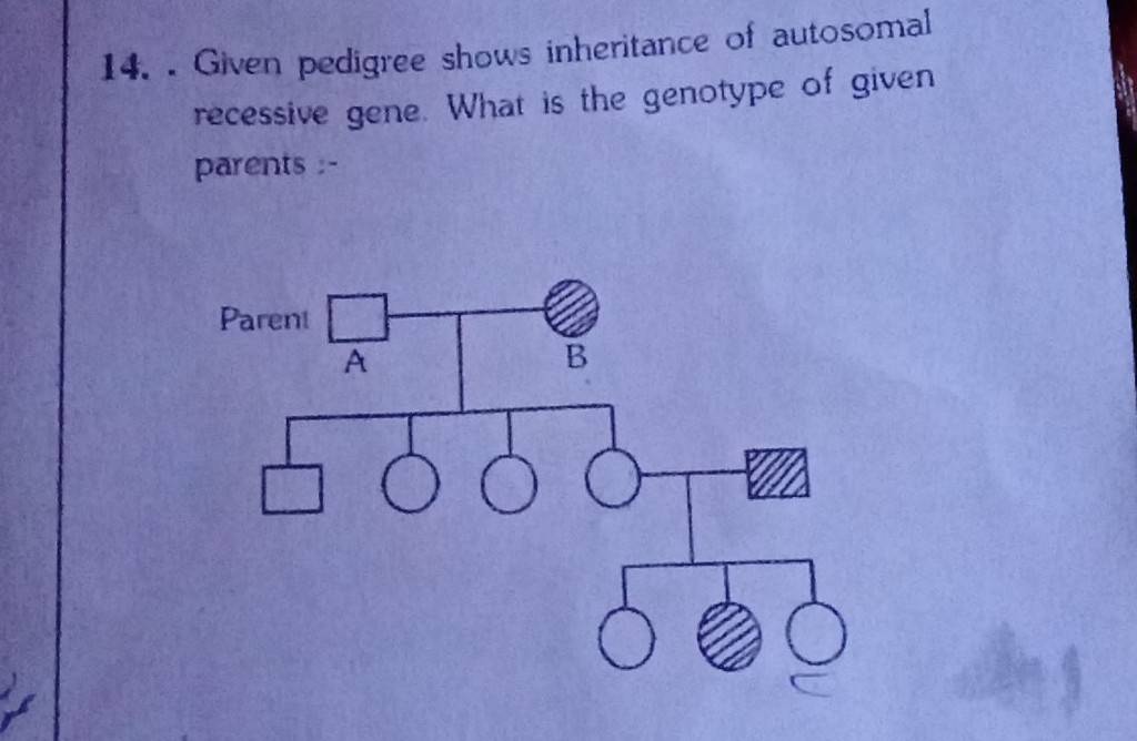 14. - Given pedigree shows inheritance of autosomal recessive gene. What 14. - Given pedigree shows inheritance of autosomal recessive gene. What