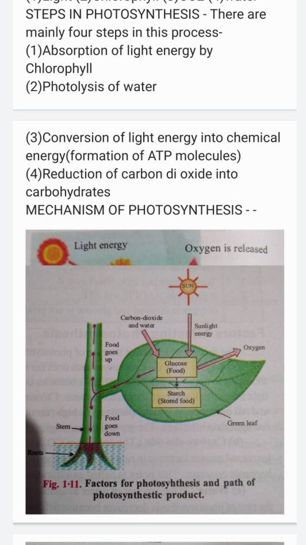 STEPS IN PHOTOSYNTHESIS - There are mainly four steps in this process-..