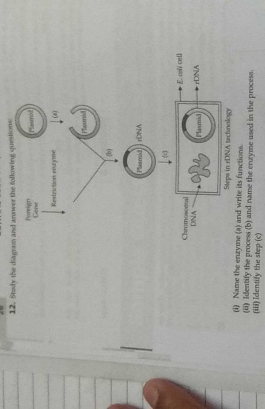 12. Study the diagram and answer the following questions: | Filo