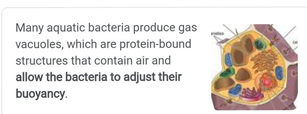 Many aquatic bacteria produce gas vacuoles, which are protein-bound struc..