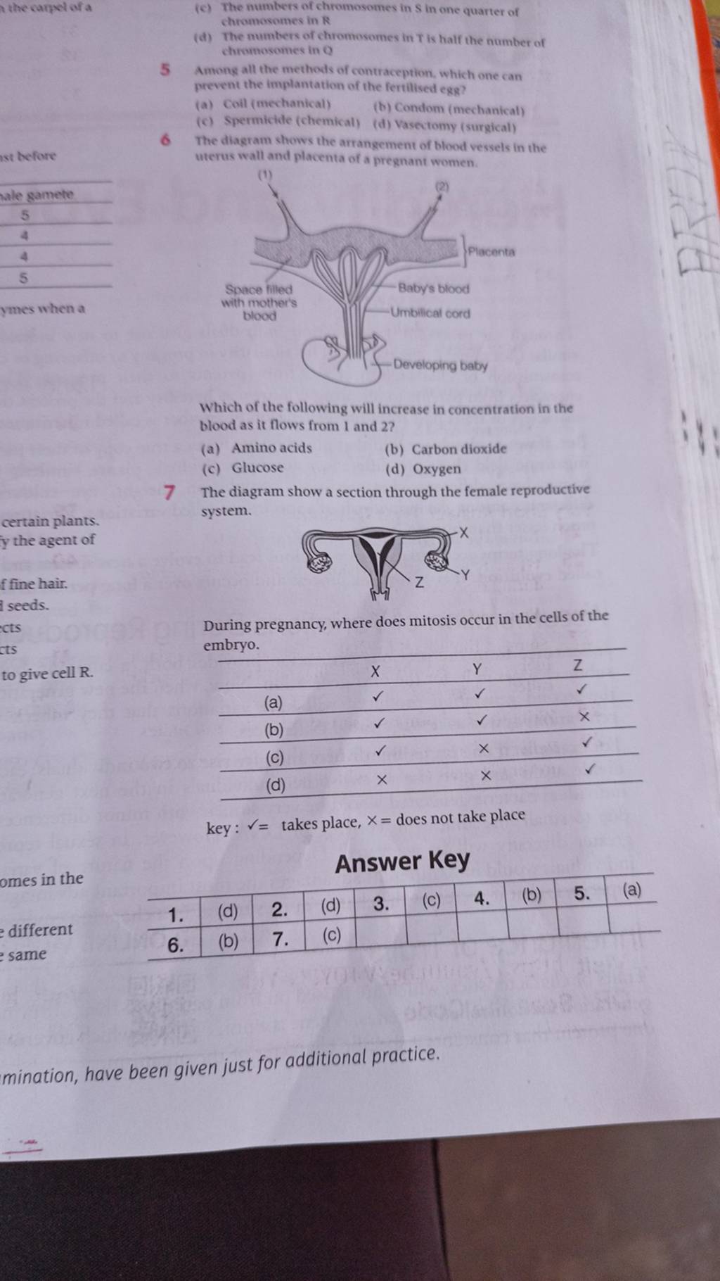 6 The diagram shows the arrangement of blood vessels in the uterus wall a..