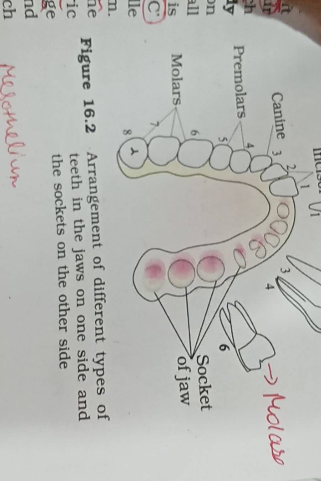Premolars Molars Figure 16.2 Arrangement of different types of teeth in t..