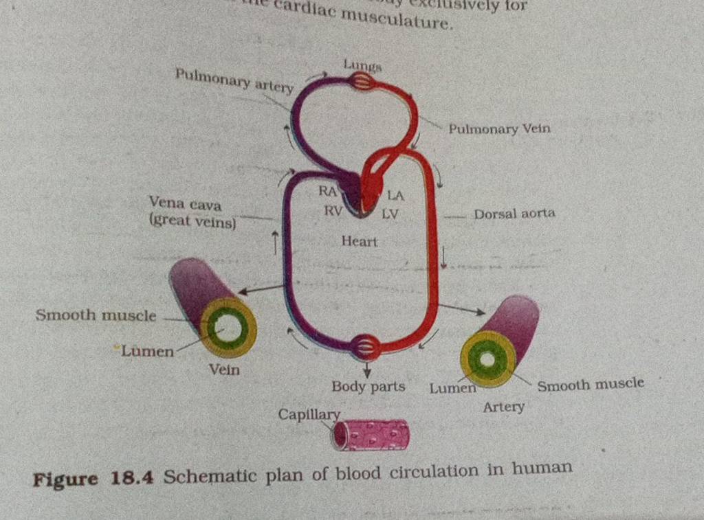 Cardiae musculature. Figure 18.4 Schematic plan of blood circulation in h..