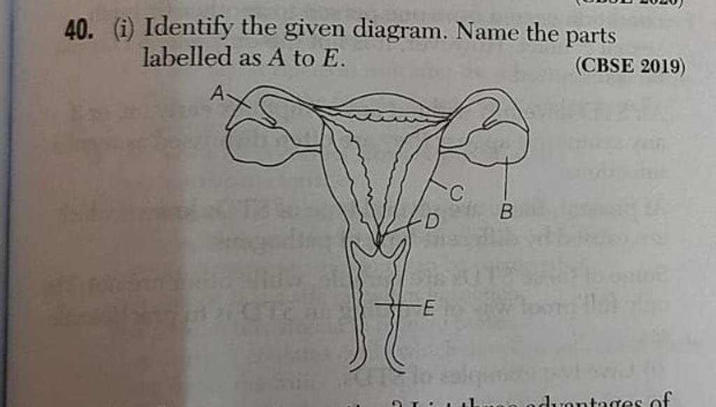 40 I Identify The Given Diagram Name The Parts Labelled As A To E C