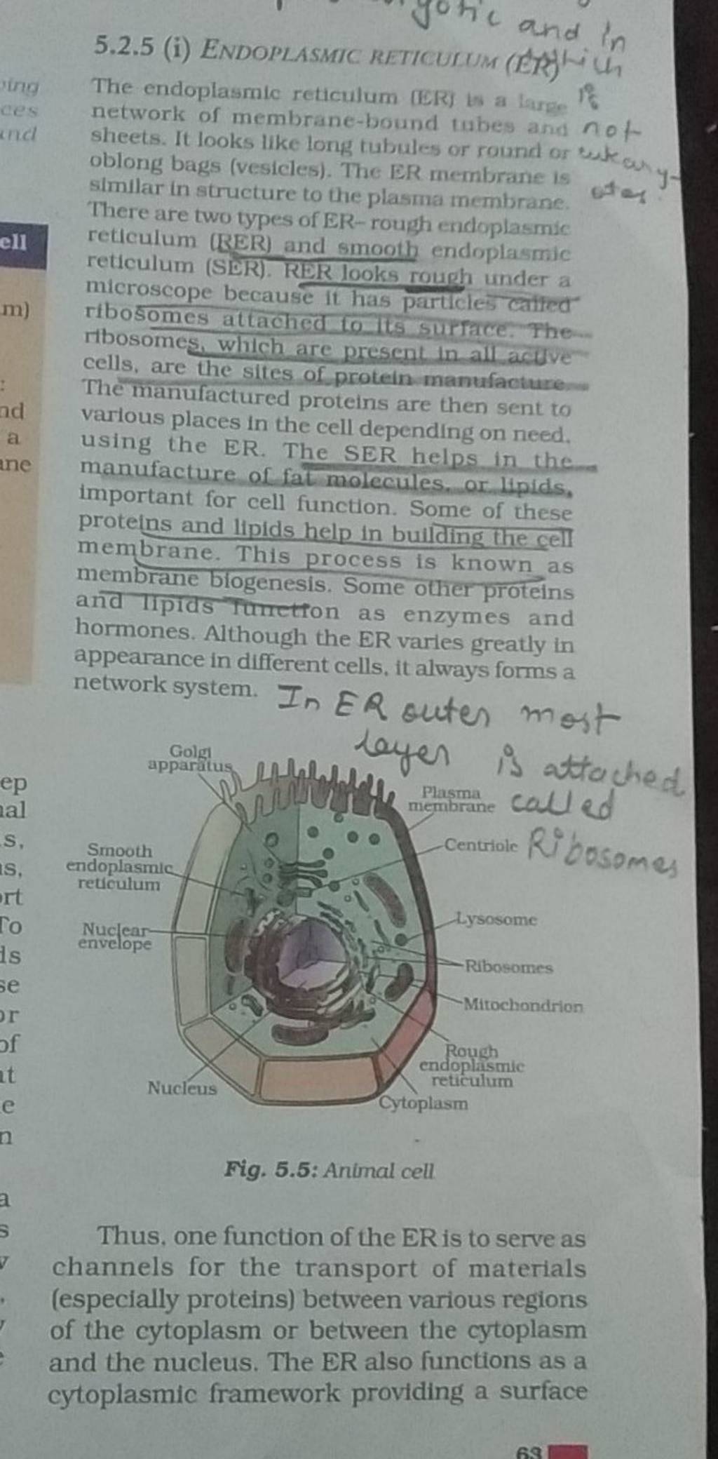 The endoplasmic reticulum [ERI is a targe if network of membrane-bound tw..