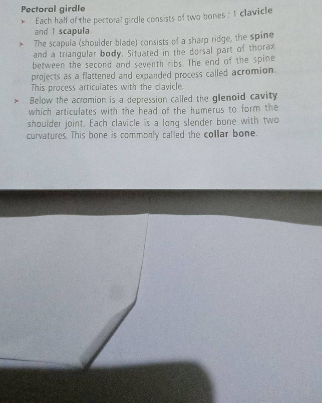 Pectoral girdle - Each half of the pectoral girdle consists of two bones