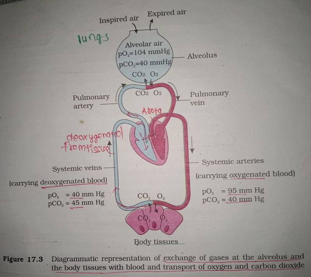 Figure 17.3 Diagrammatic representation of exchange of gases at the alveo.. Figure 17.3 Diagrammatic representation of exchange of gases at the alveo..