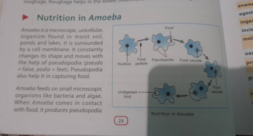 Nutrition in Amoeba with food, it produces pseudopodia Nutrition in Amoeb..