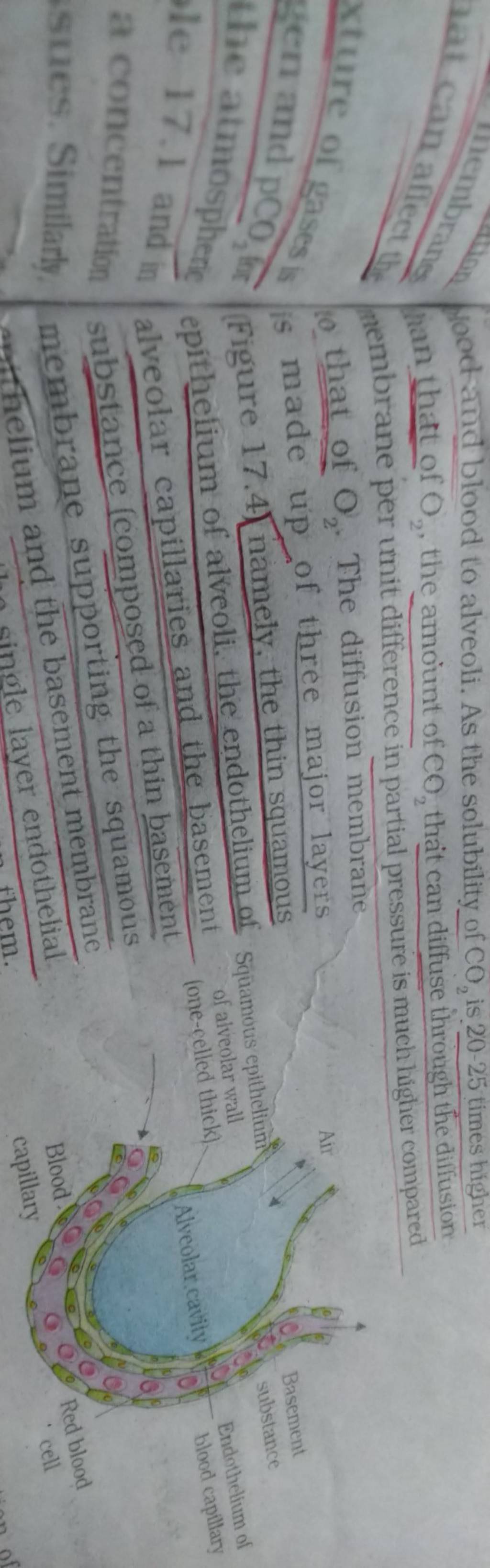 foock and blood to alveoli. As the solubility of CO2 is 20−25 times high..