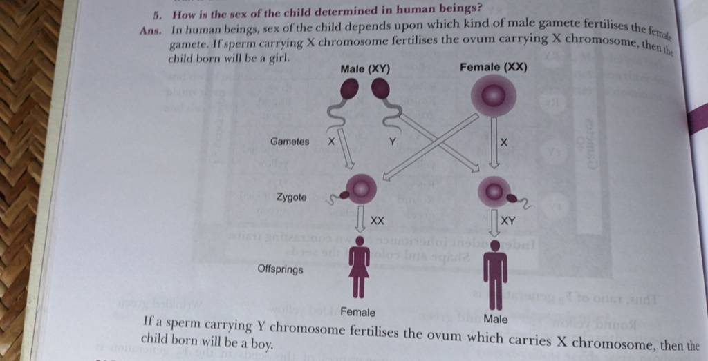 5. How is the sex of the child determined in human beings? Ans. In human