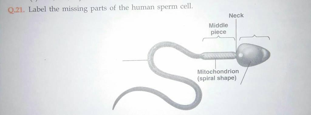 Q.21. Label the missing parts of the human sperm cell. | Filo