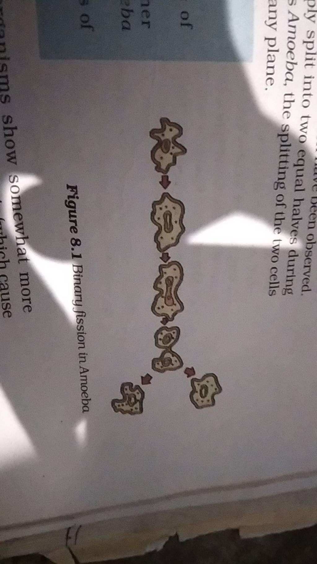 Dly split into two equal halves during Amoeba, the splitting of the two c..
