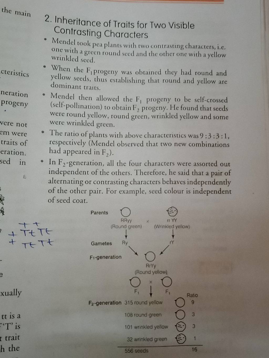 the main 2. Inheritance of Traits for Two Visible Contrasting Characters
