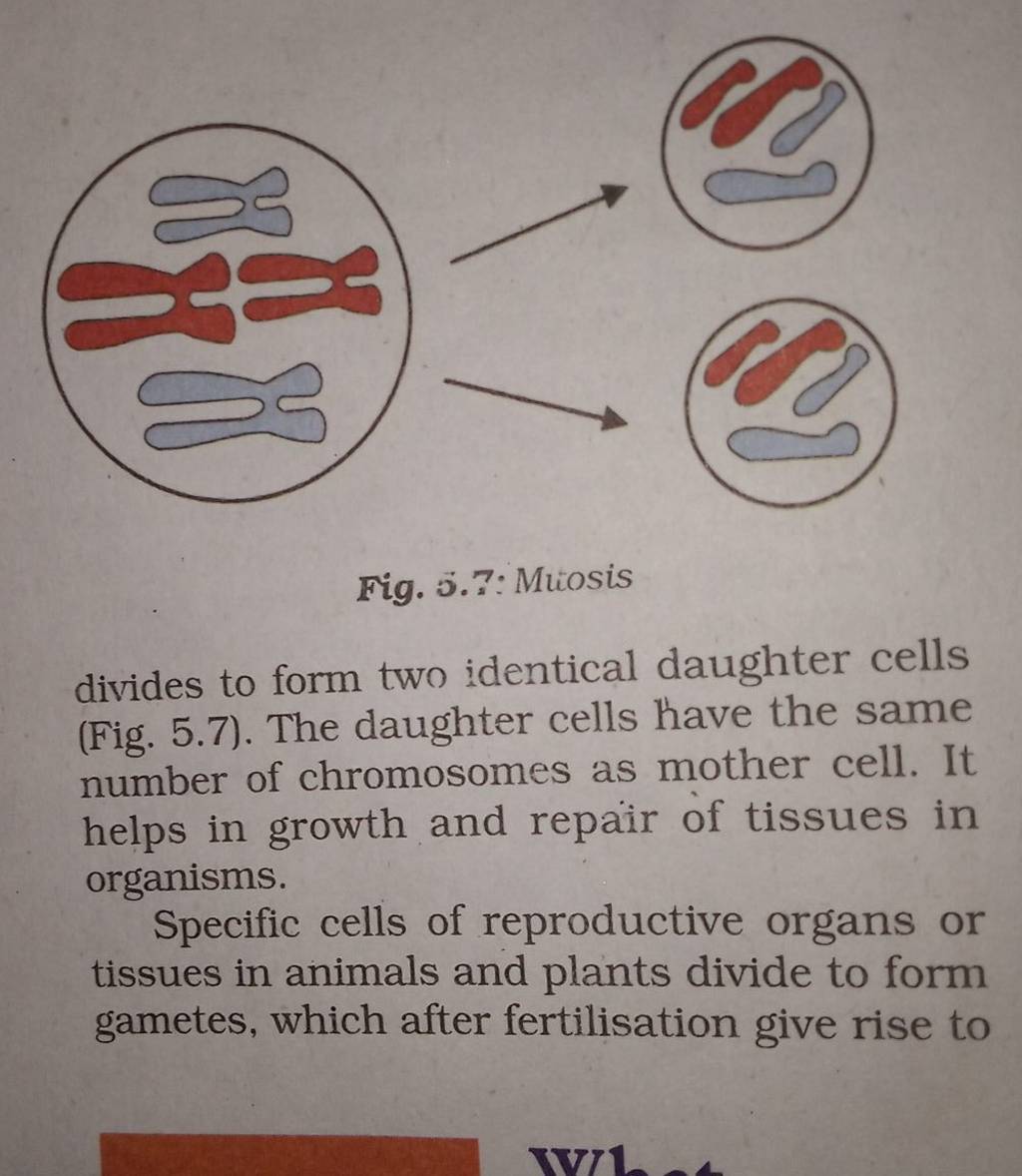 Fig. 5.7 : Miosis divides to form two identical daughter cells (Fig. 5.7)..