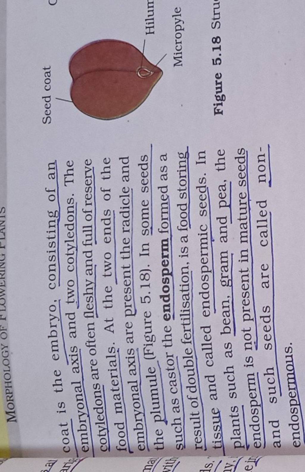 coat is the embryo, consisting of an seed coat embryonal axis and two cot..