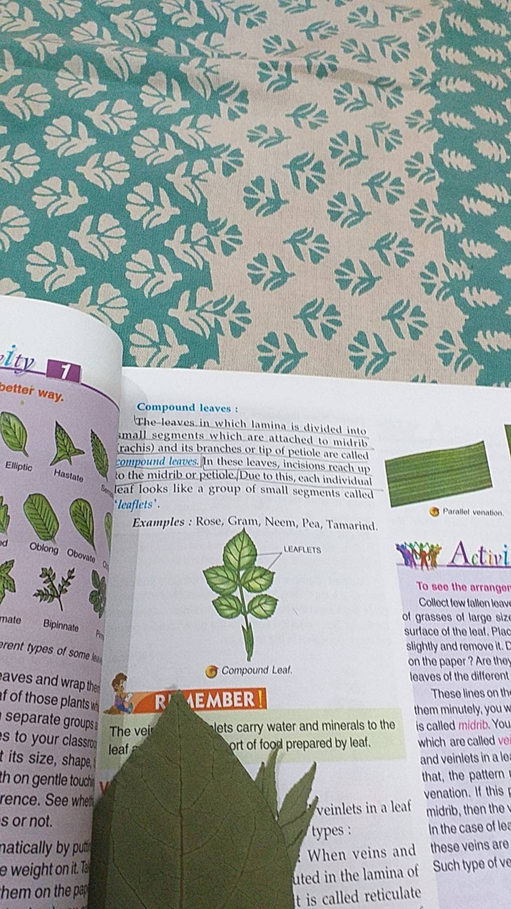 Compound leaves : The-leaves in which lamina is divided into mall segment..