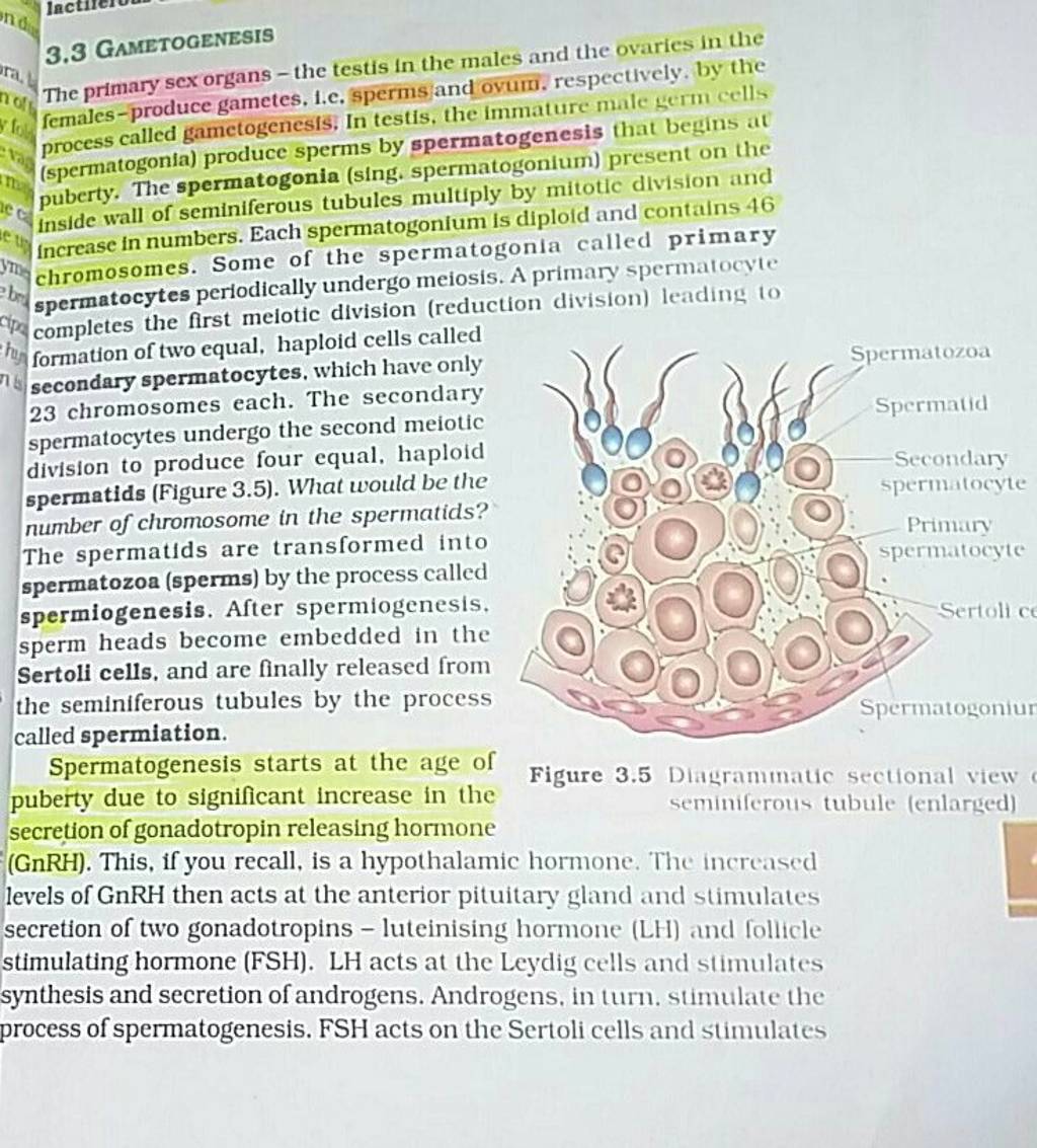 3 3 Gametogenesis The Primary Sex Organs The Testis In The Males And Th