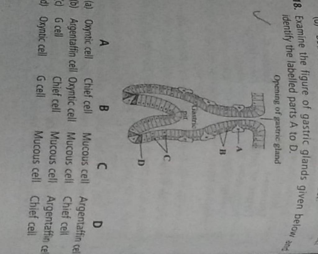 18. Examine the figure of gastric glands given below identify the labelle.. 18. Examine the figure of gastric glands given below identify the labelle..